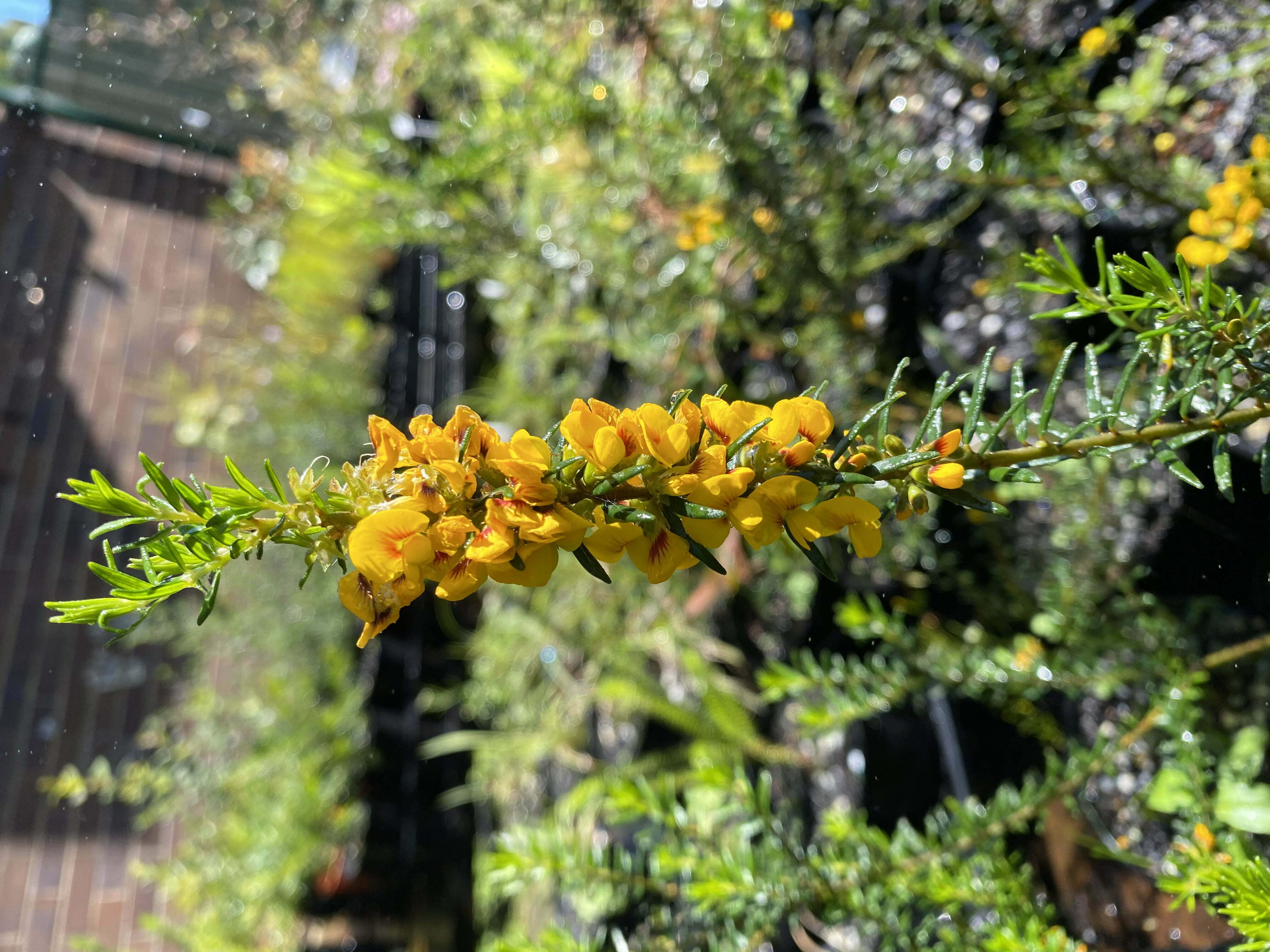 All Plants We Sell – IndigiGrow