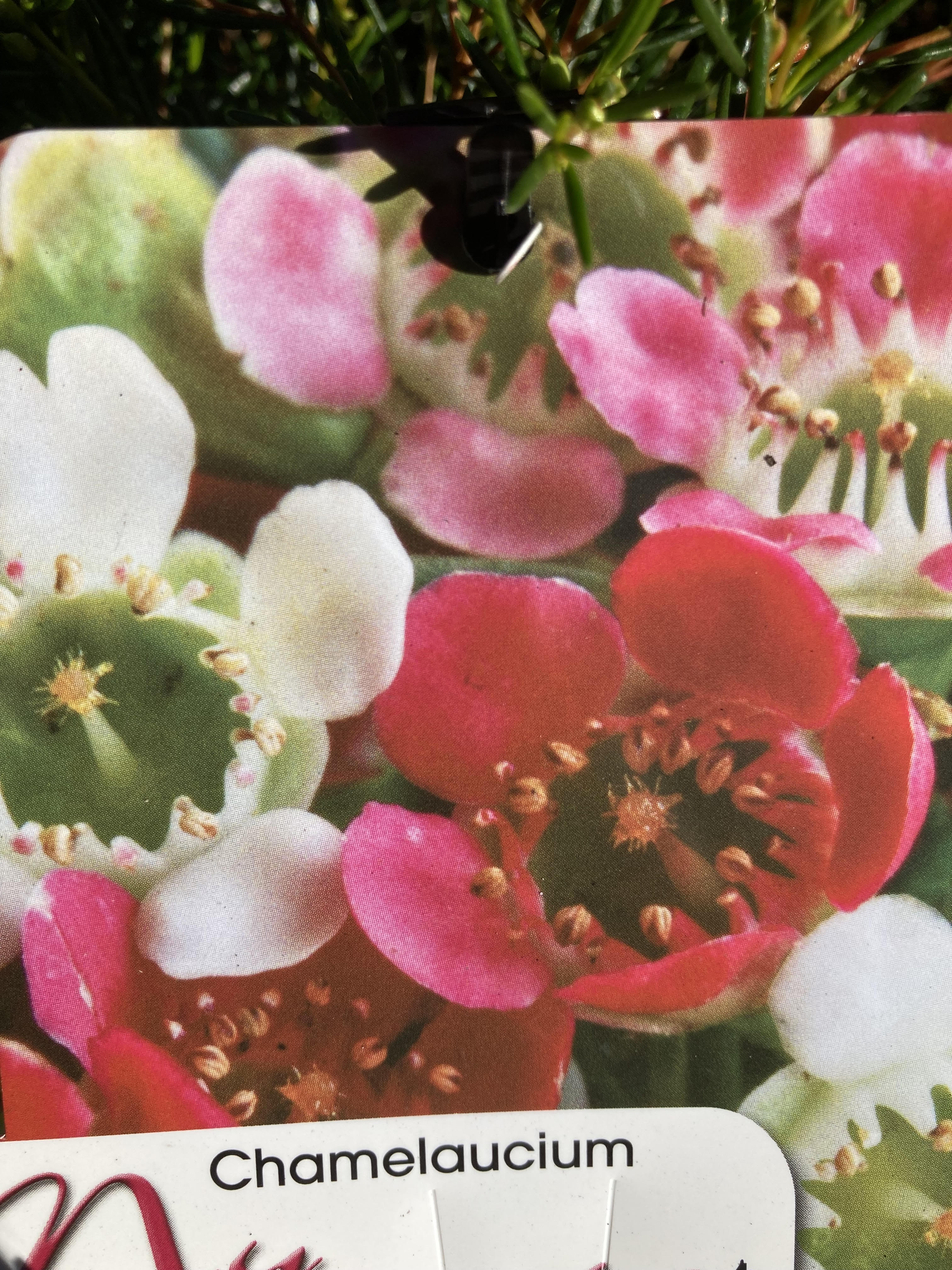 Shop – Page 12 – IndigiGrow