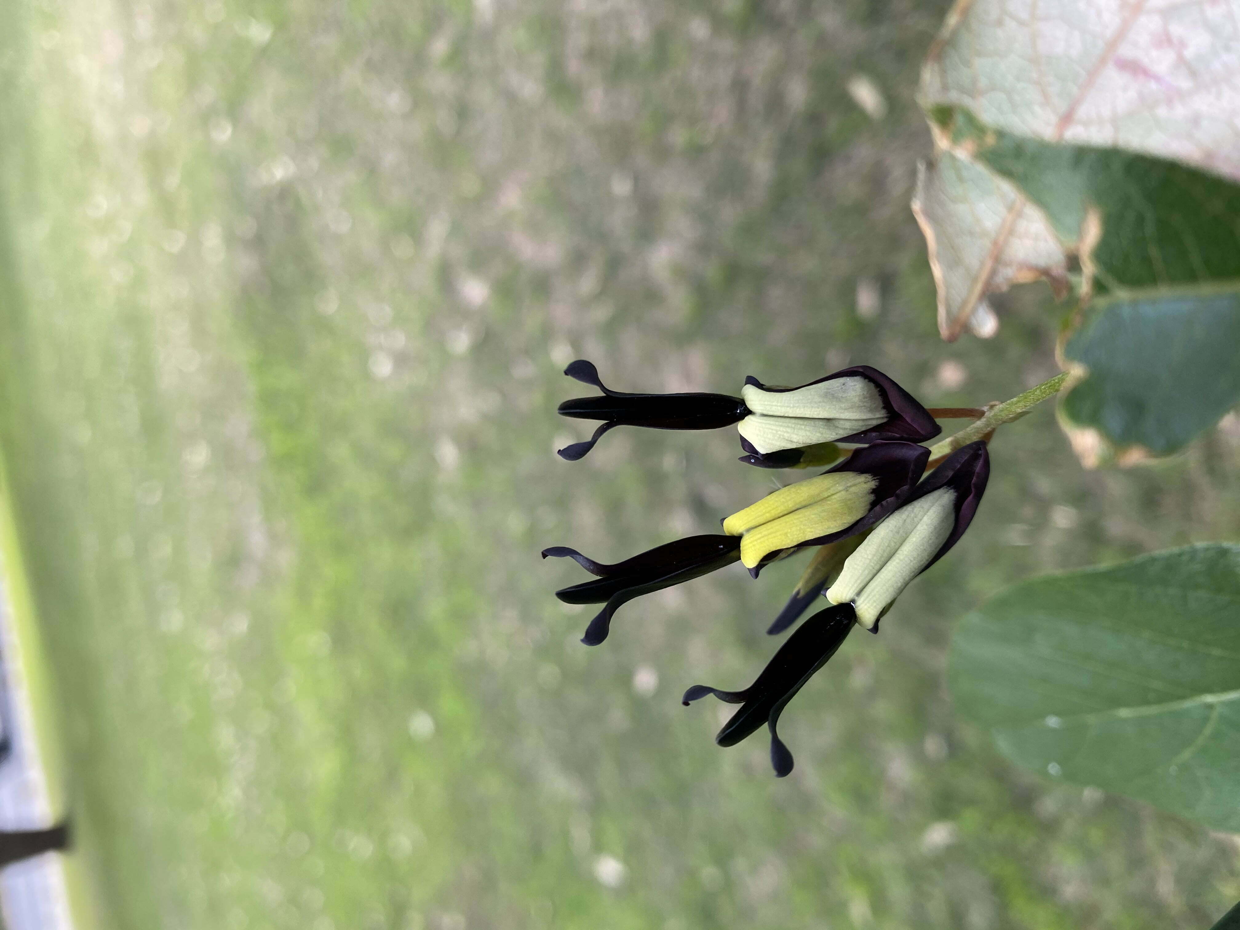 Shop – Page 17 – IndigiGrow