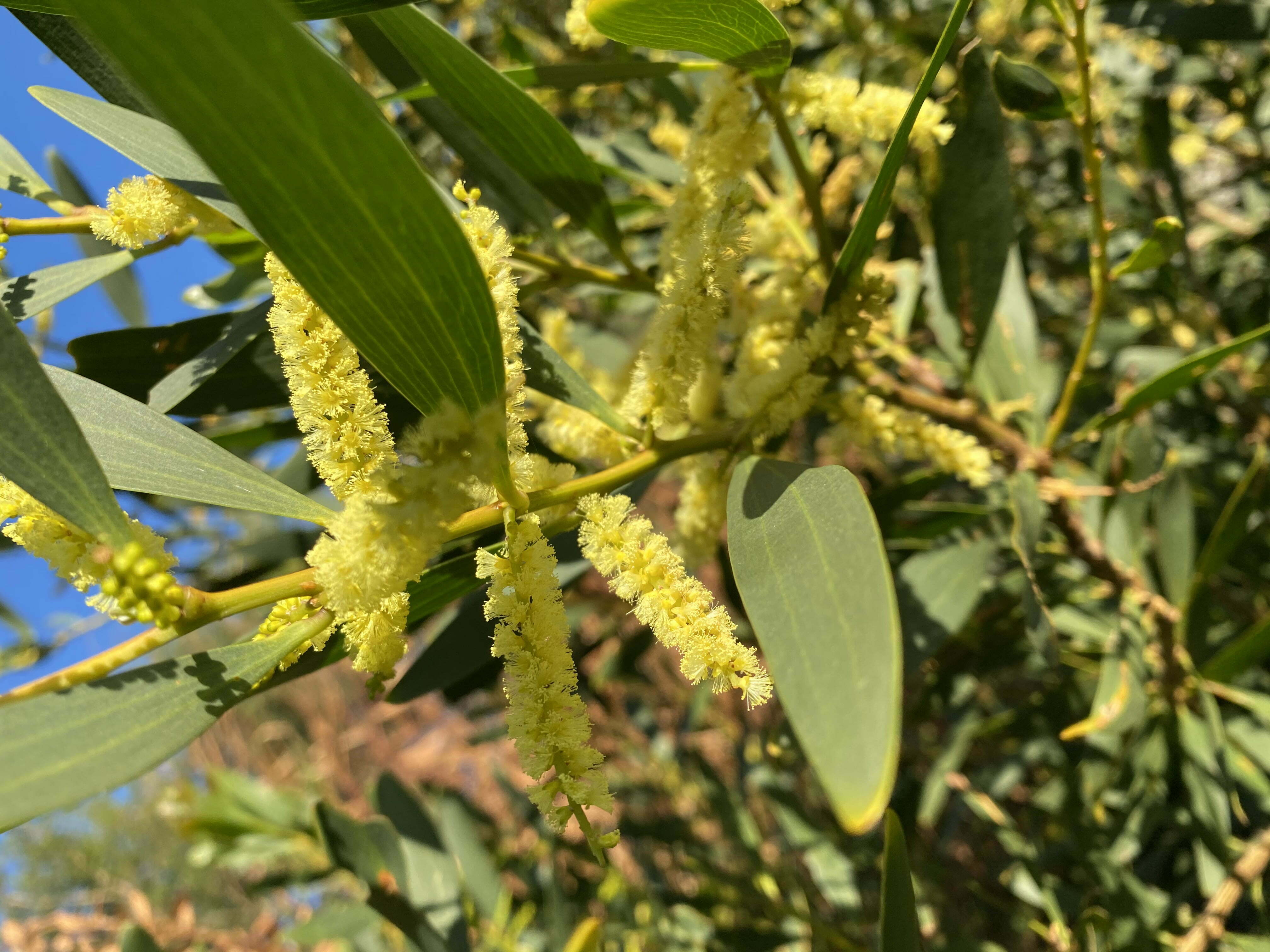 Bush Food Plants – IndigiGrow