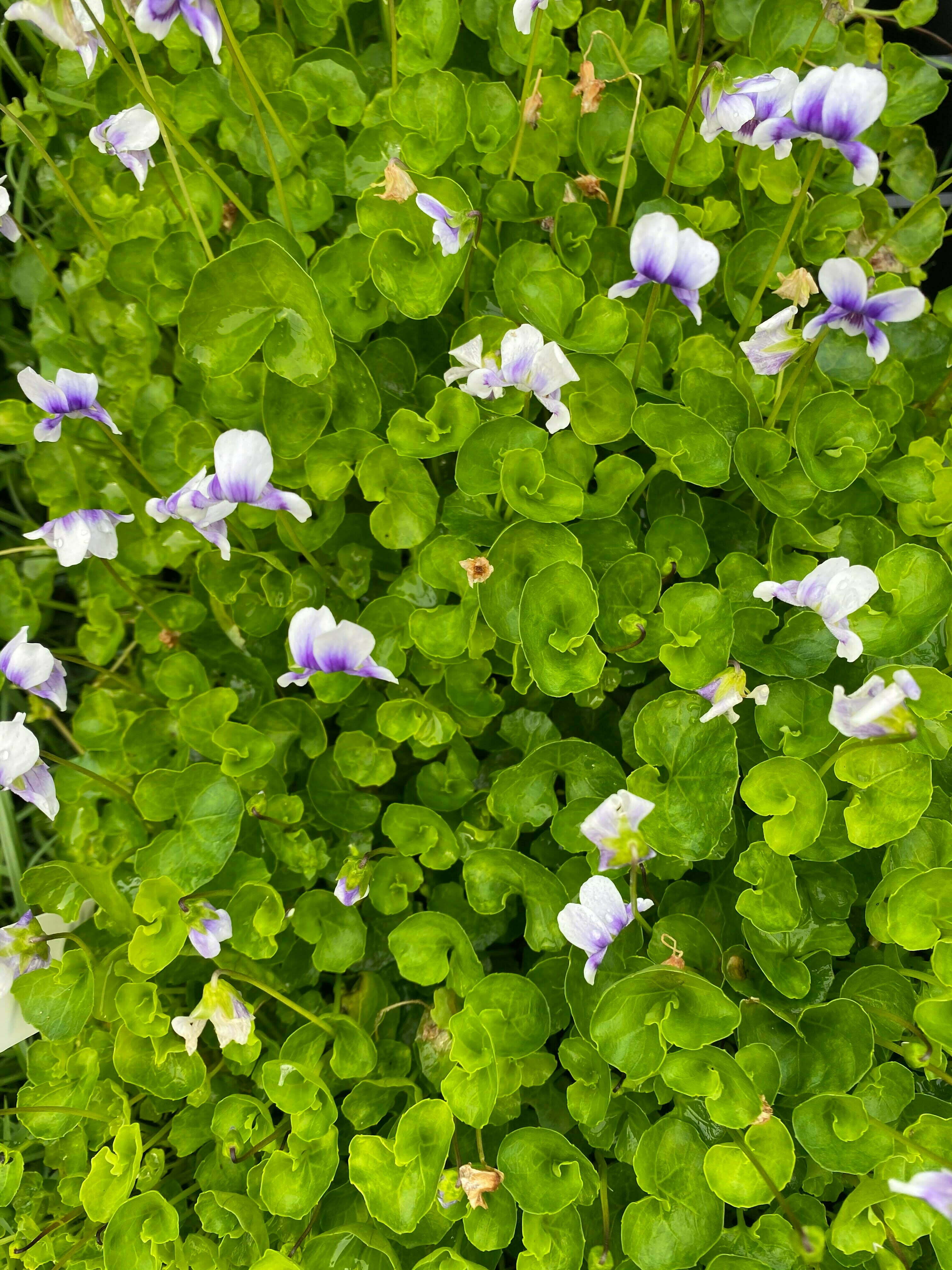 Shop – Page 23 – IndigiGrow