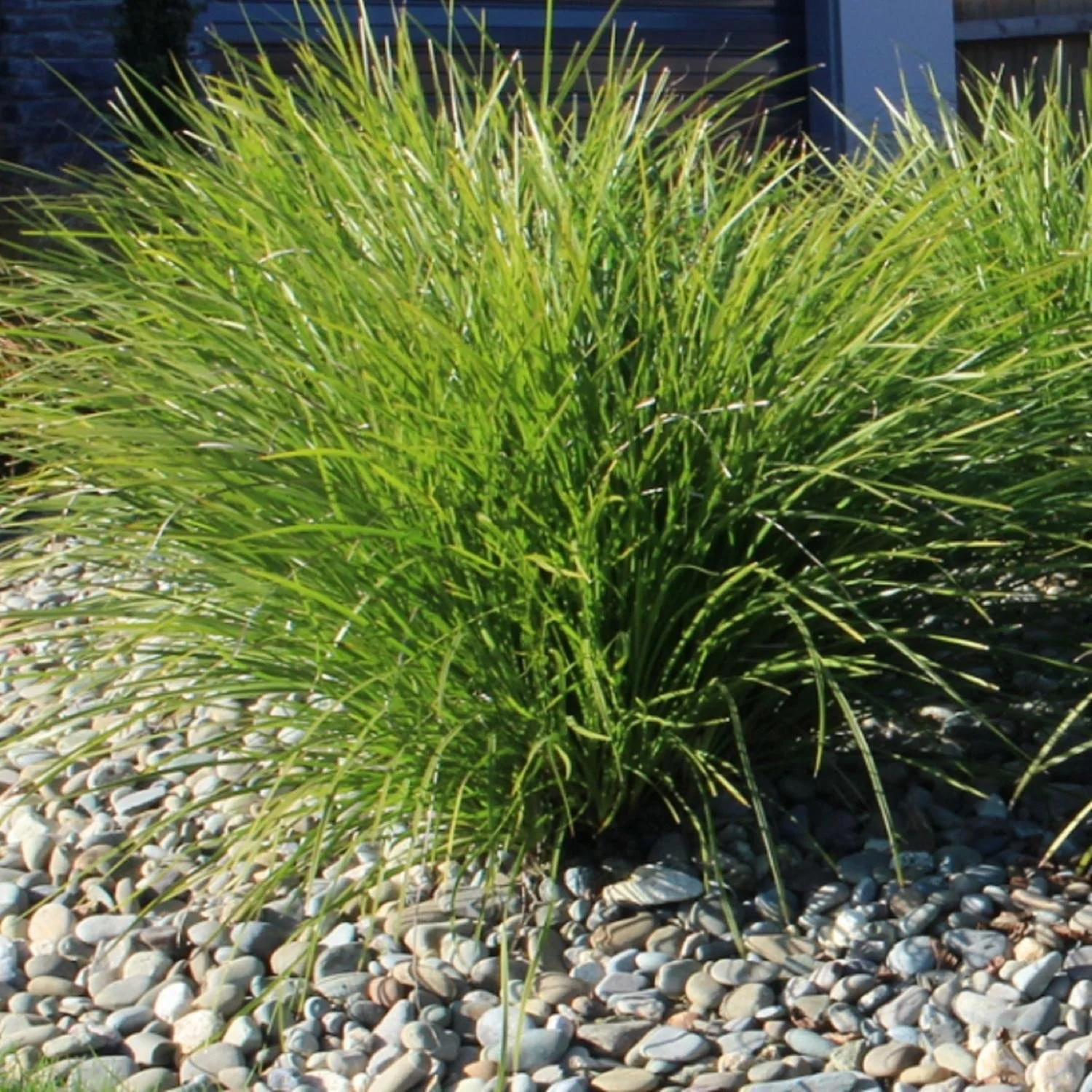 Lomandra ‘Little Pal’ – IndigiGrow