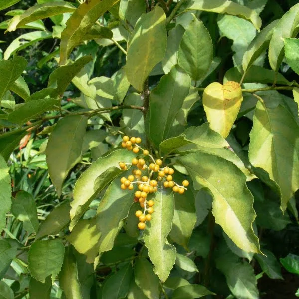 Ehretia Acuminata – Koda – IndigiGrow