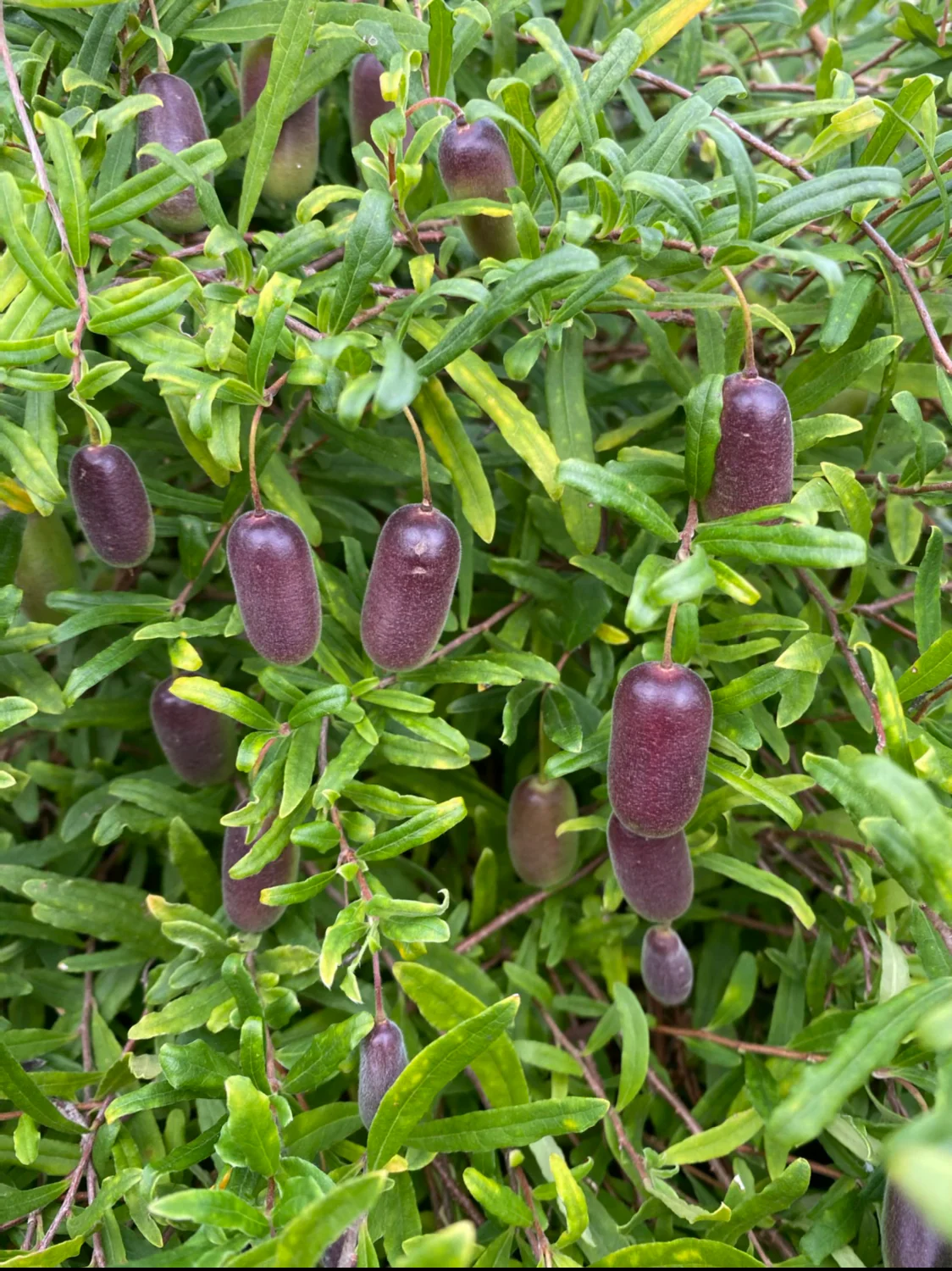 Billardiera Scandens – IndigiGrow