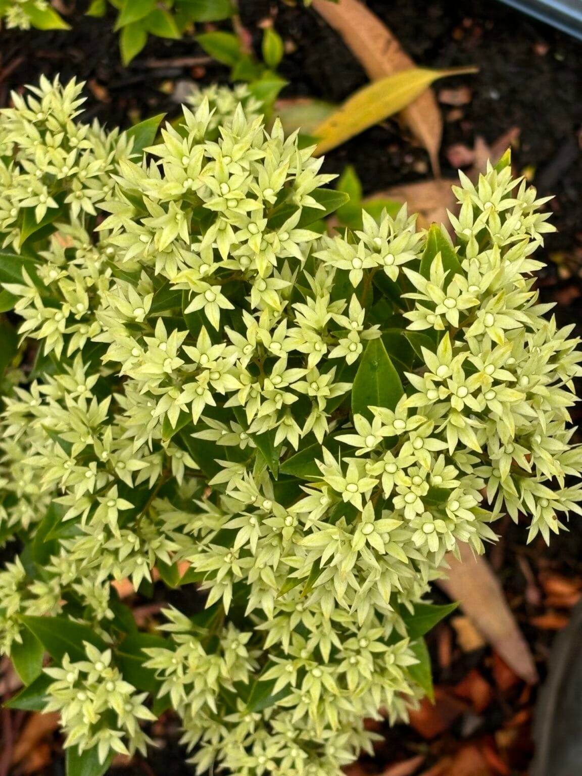 Backhousia myrtifolia – Cinnamon Myrtle – IndigiGrow