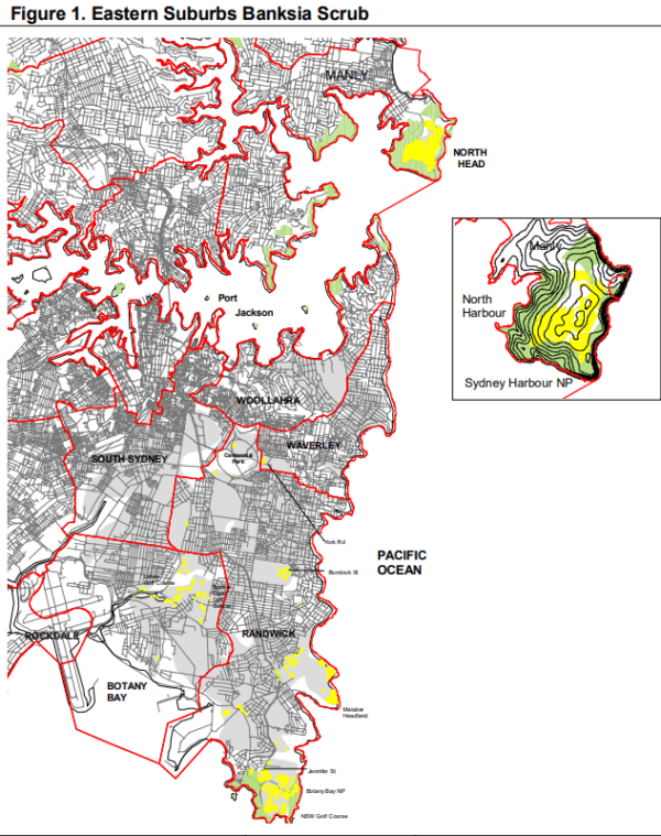 Eastern Suburbs Banksia Scrub – IndigiGrow