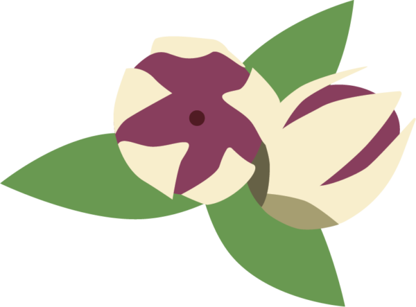 Services – IndigiGrow