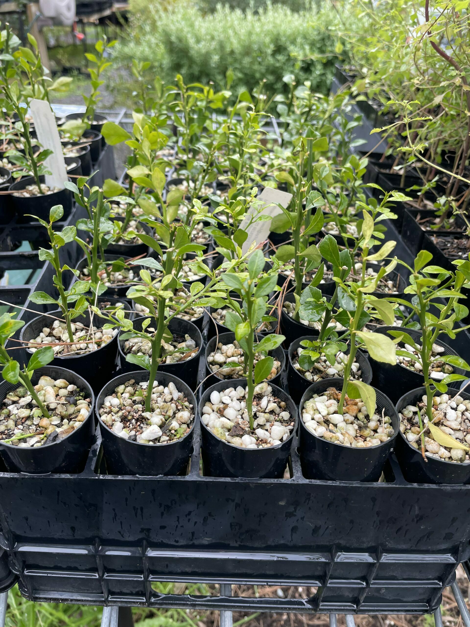 Education & Talks – IndigiGrow