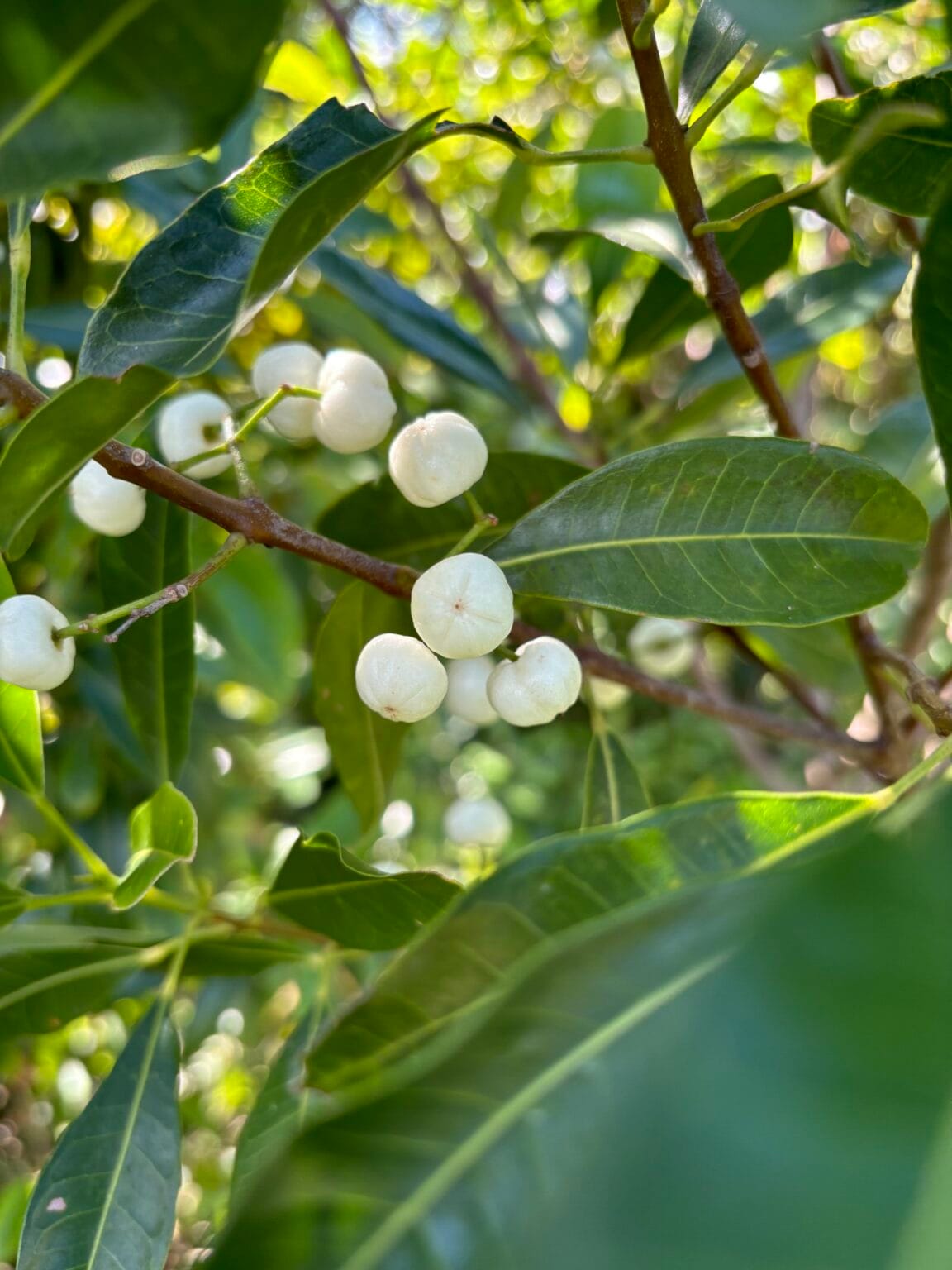 Lemon Aspen – Acronychia acidula – IndigiGrow