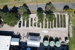 Eastern Suburbs Banksia Scrub – IndigiGrow