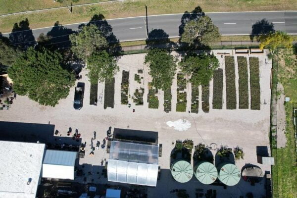 Eastern Suburbs Banksia Scrub – IndigiGrow