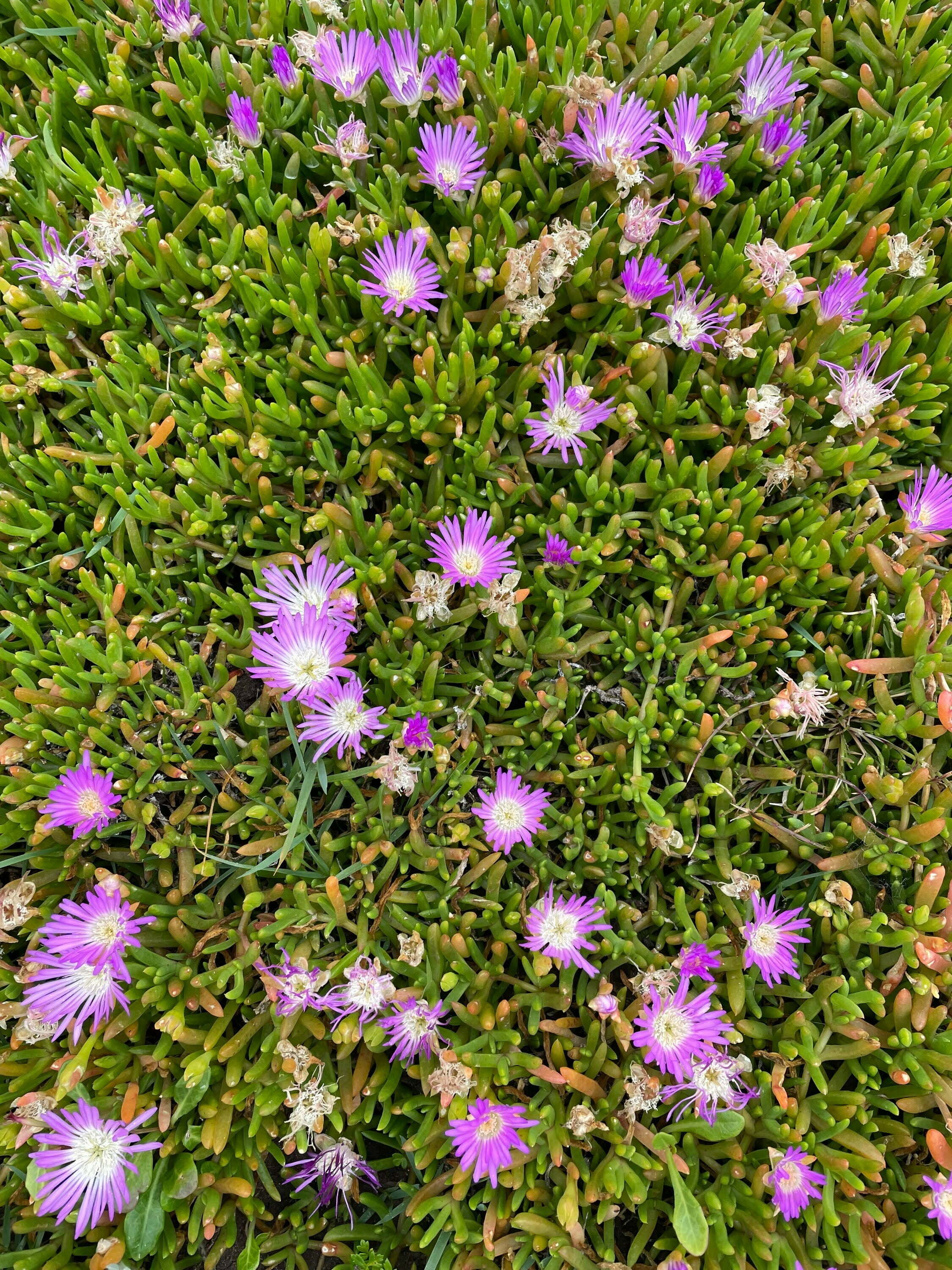 Shop – Page 17 – IndigiGrow