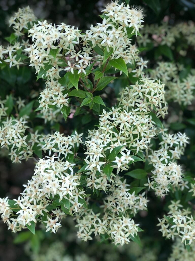Backhousia myrtifolia – IndigiGrow