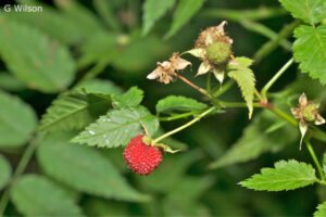 Rubus Probus – IndigiGrow