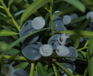 Podocarpus Elatus – IndigiGrow