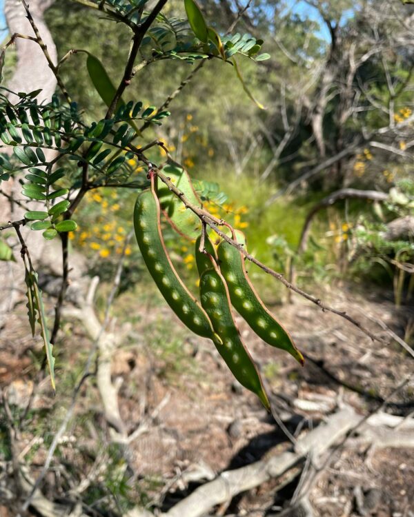 Acacia Terminalis – IndigiGrow