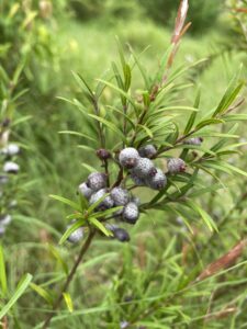 Midyim Berry Austromyrtus dulcis x tenuifolia – IndigiGrow