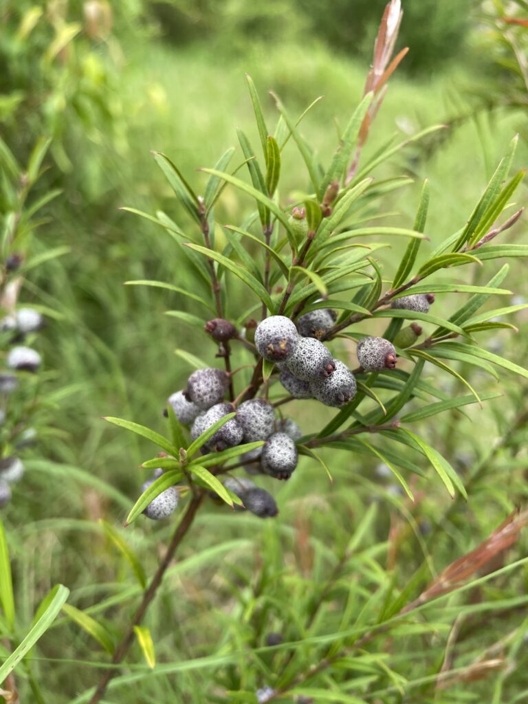 Midyim Berry Austromyrtus dulcis x tenuifolia – IndigiGrow