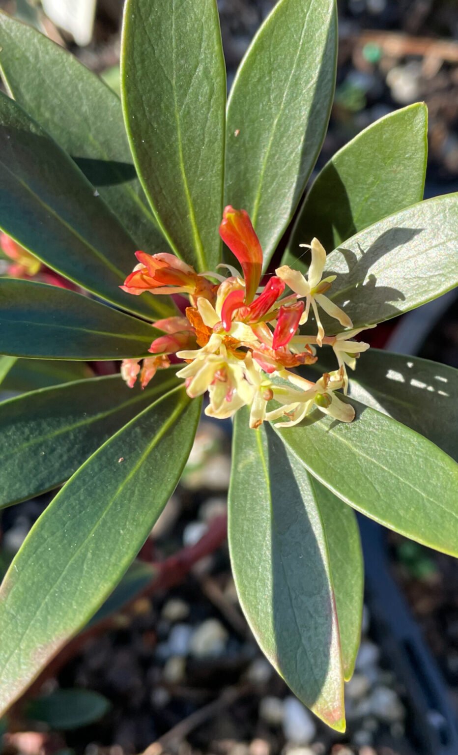 Tasmannia Lanceolata – Mountain Pepper (Female) – IndigiGrow