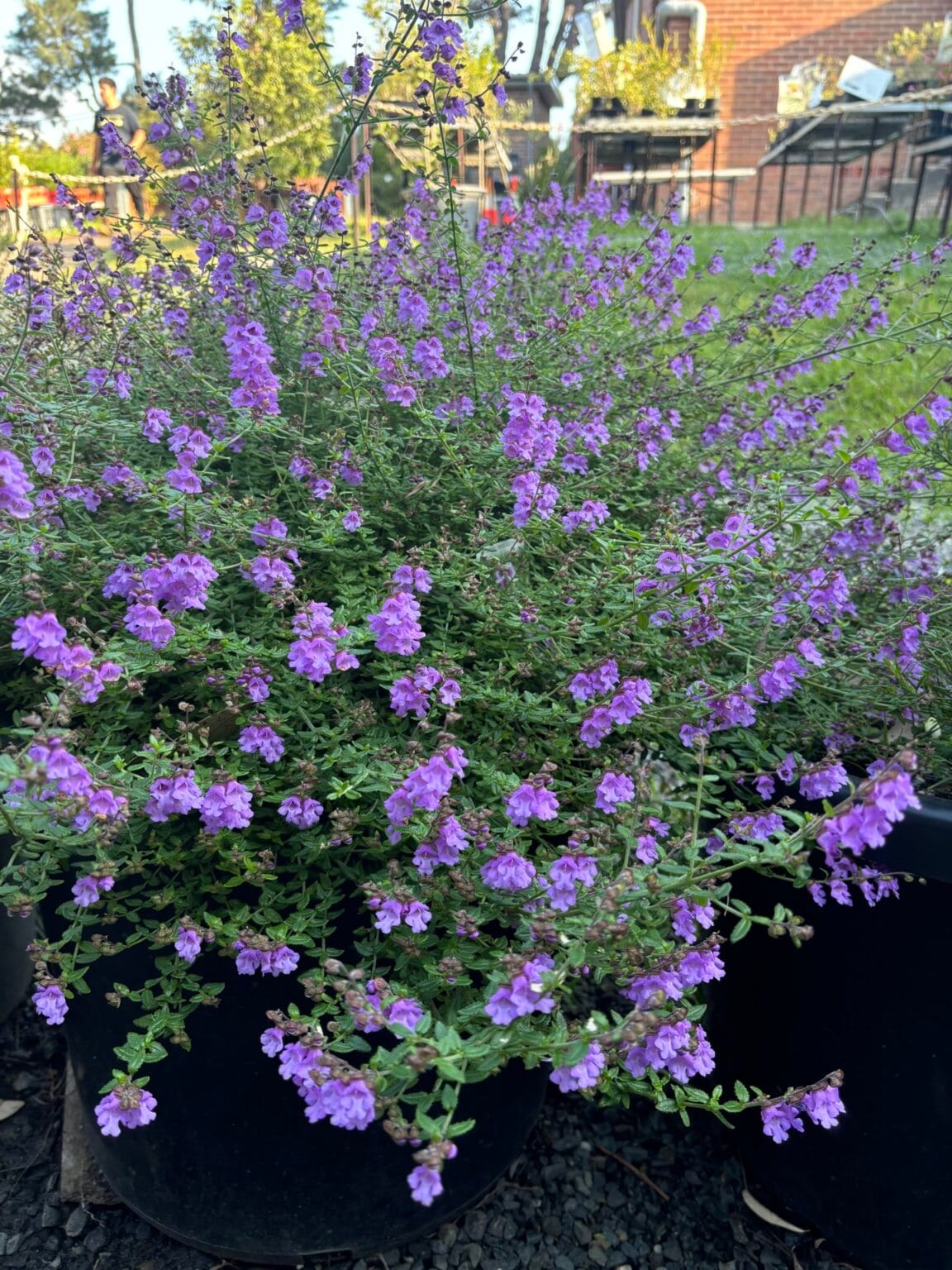 Prostanthera Denticulata – Purple Haze – IndigiGrow