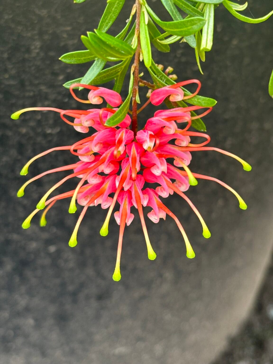 Grevillea Gin Gin Jewel – IndigiGrow