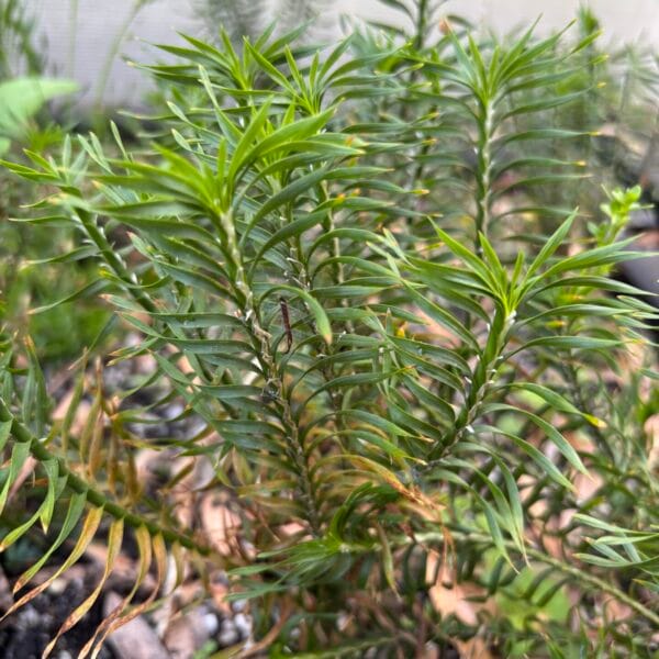 IndigiGrow – Seeds to Success