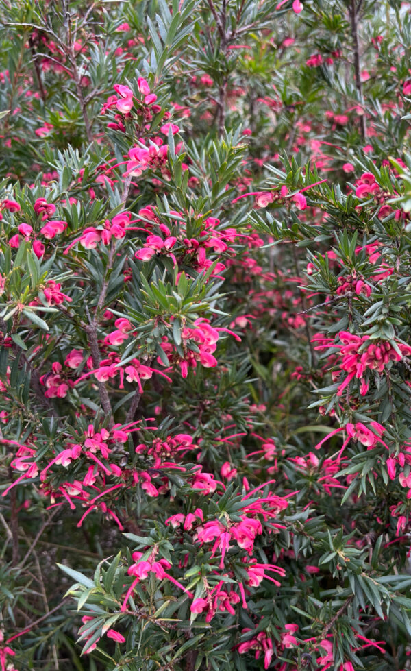 Grevillea rosmarinifolia – Rosmary Grevillea – IndigiGrow