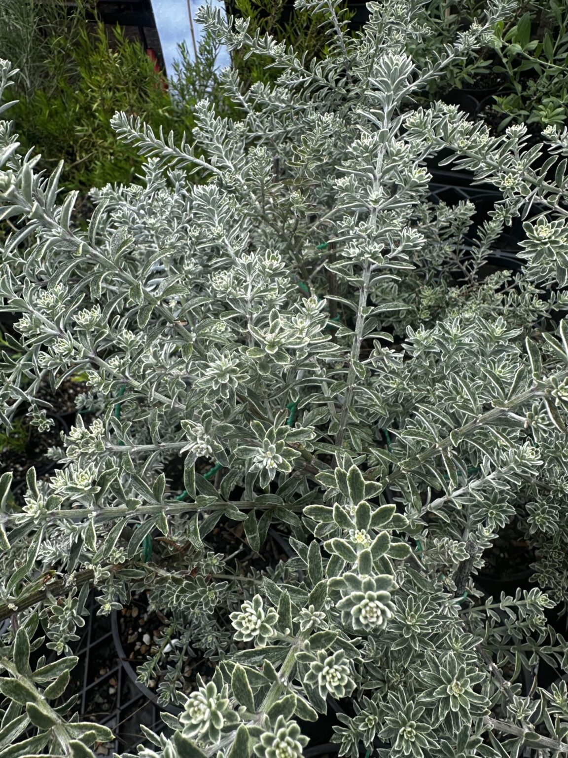 Westringia fruticosa – Variegated Westringia – IndigiGrow