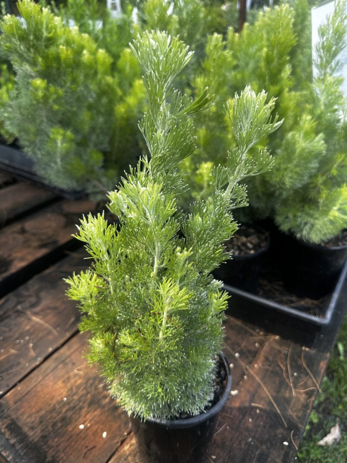 Adenanthos sericeus – Woolly Bush – IndigiGrow